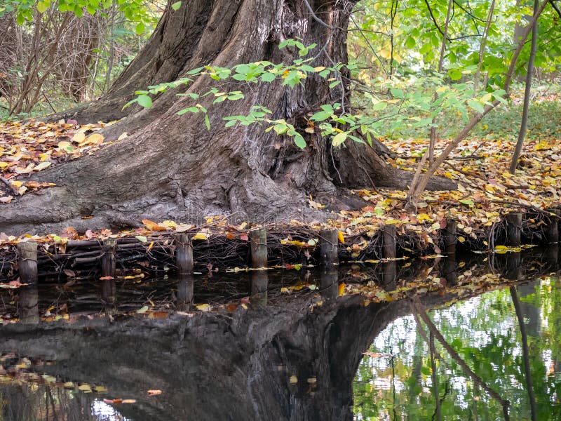 Tree, Fallen Leaves and Reflection of the Tree at the Lakeside in ...