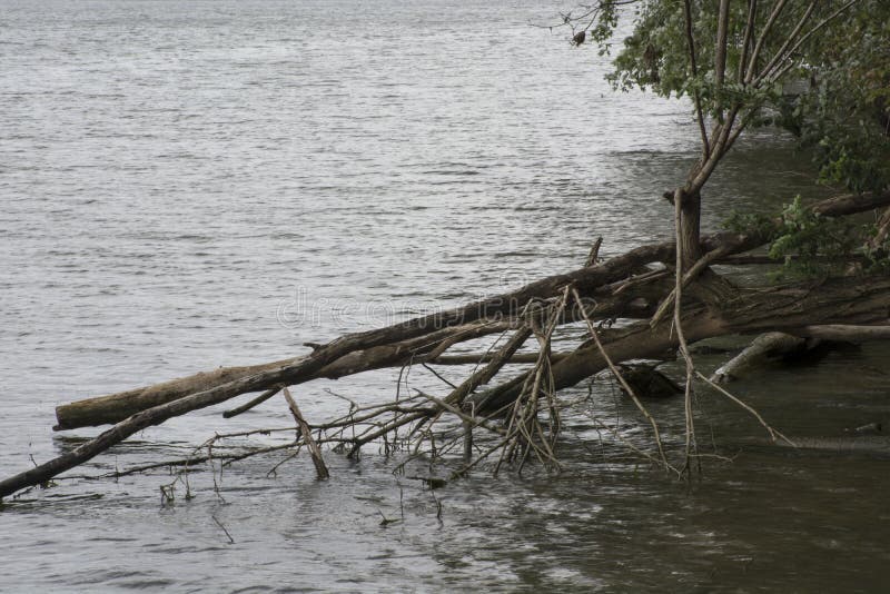 Fallen tree in river stock photo. Image of fish, river - 124892864