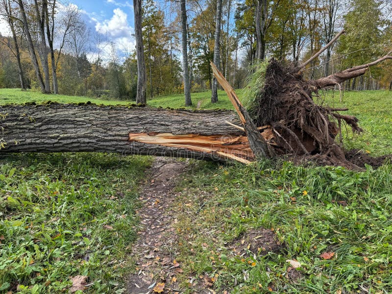 The Tree Fallen Out of the Soil with All Its Roots Across the Path ...