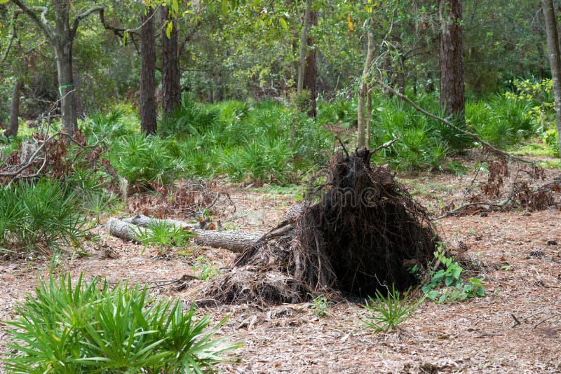 Tree Fallen Over after Storm Stock Image - Image of forest, ground ...