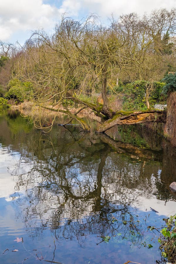 Tree fallen over the water stock image. Image of plant - 85783217