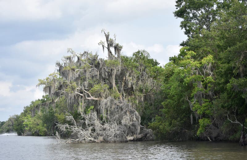 Tree Fallen into the River Bayou in Louisiana Stock Image - Image of ...