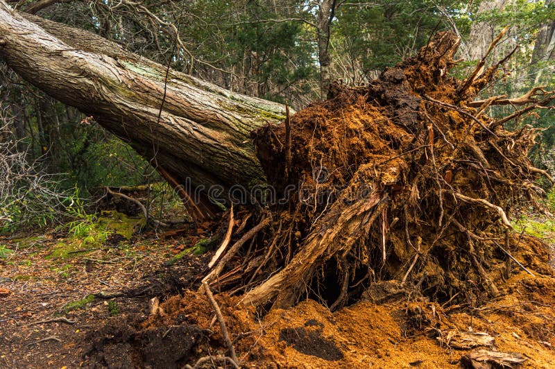 Tree Fallen from the Root in a Forest Stock Image - Image of insurance ...