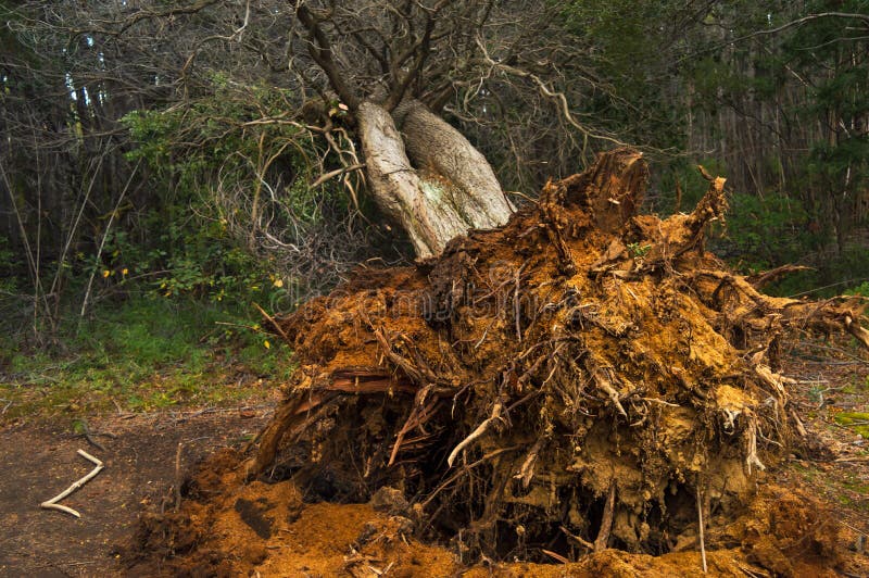 Tree Fallen from the Root in a Forest Stock Image - Image of bucket ...