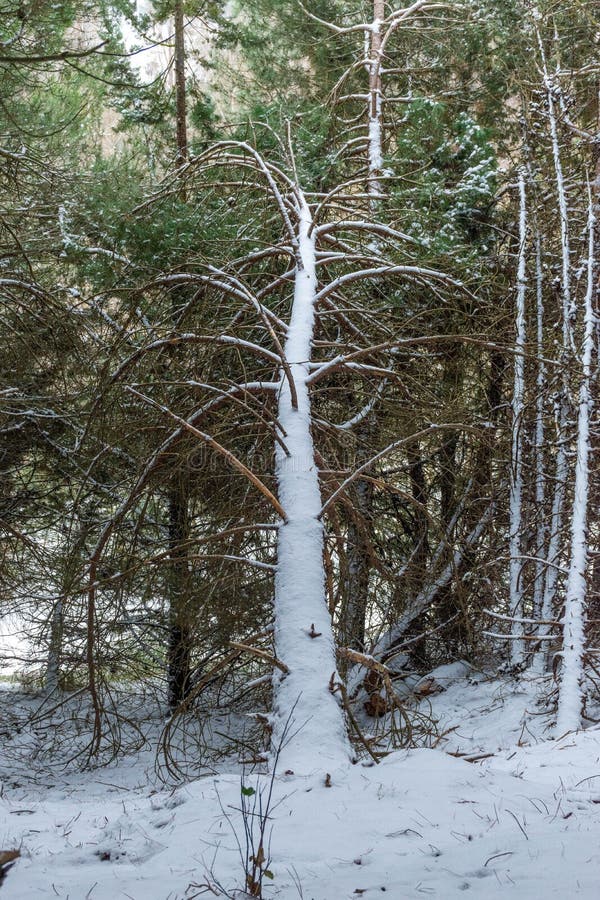 Tree Fallen by Snow. Tree Frozen and Covered by Snow in Winter Stock ...