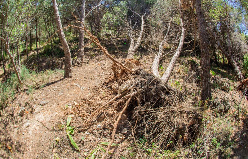 Tree Fallen after Storm, Broken Roots and Damage Stock Image - Image of ...