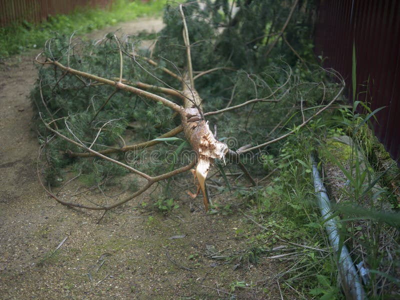 Tree fallen after storm stock photo. Image of nature - 190283692
