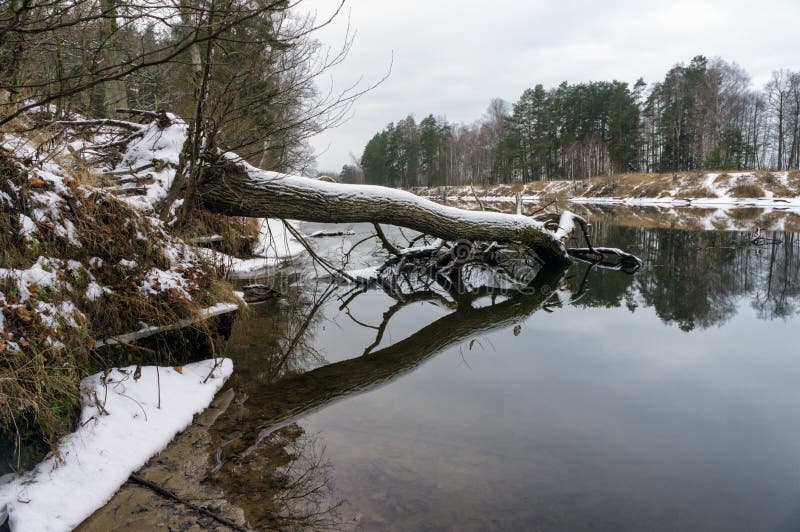 Tree Fallen into the Water. Surface of the Autumn River Stock Photo ...