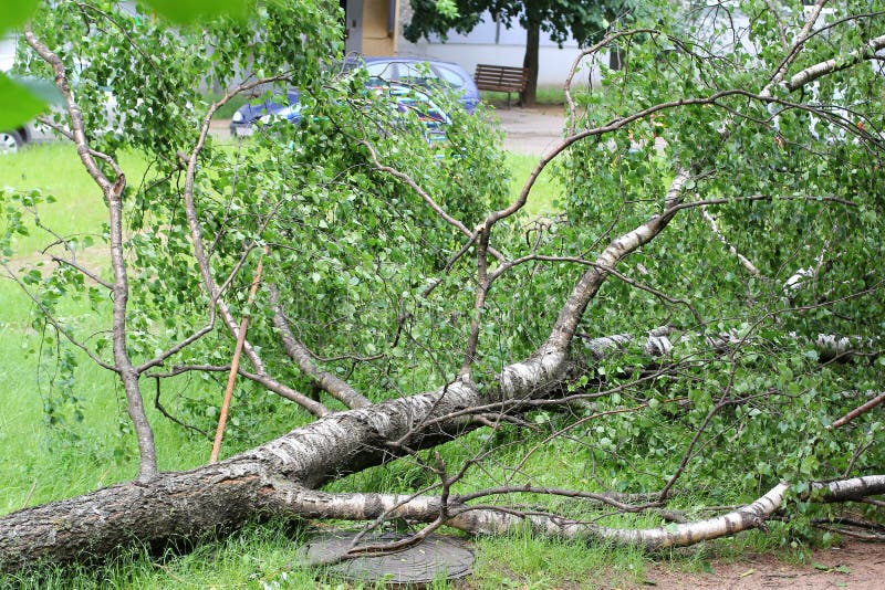 Fallen Tree after Wind Storm. Hurricane Effects Stock Image - Image of ...
