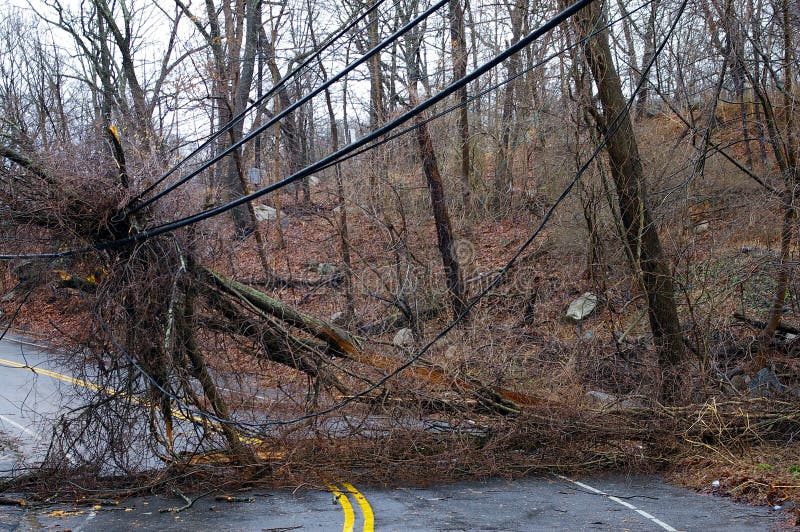 Utility Power Line and Pole Toppled by Fallen Tree Stock Photo - Image ...