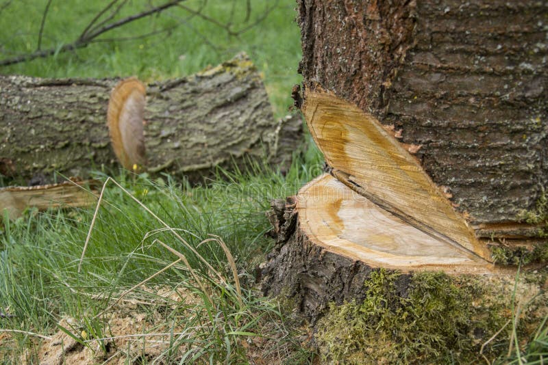 A Tree Falling while Being Cut with Log in Background Stock Image ...