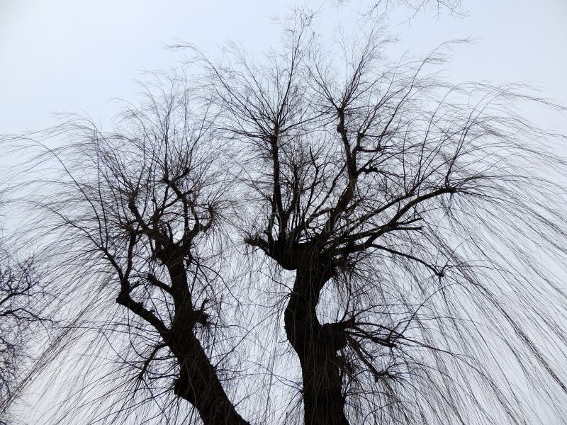 Tree with knotted branches stock image. Image of escape - 64791405