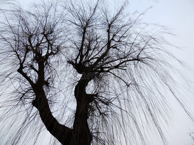 Tree with knotted branches stock image. Image of escape - 64791405