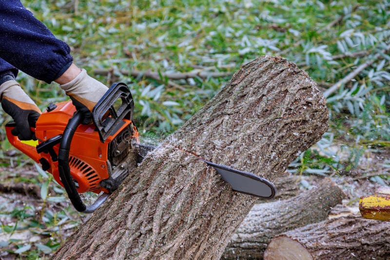 A Tree Falling in the Cut with a Chainsaw Broken the Tree after a ...