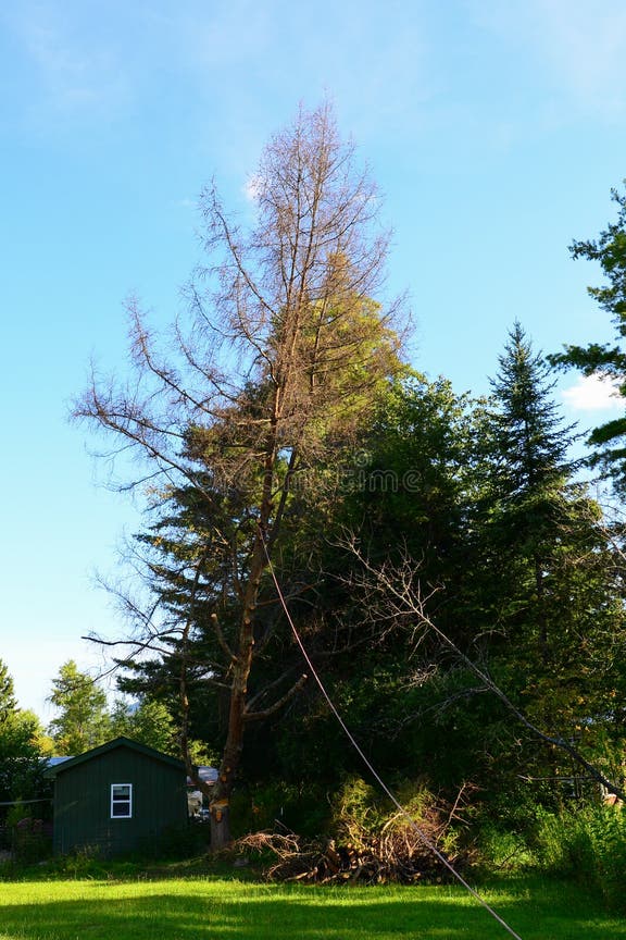 Tree Removal - Tree Falling Down Stock Image - Image of working ...