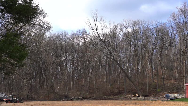 Tree Falling Down Slow Motion Stock Video - Video of forest, work ...