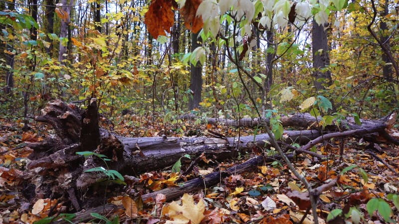 A Tree Falling in the Forest Pulls Out Its Root, Slow Motion. Stock ...