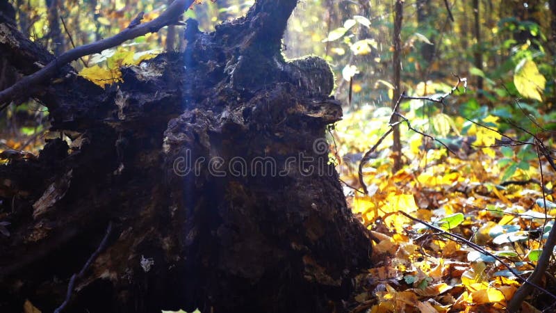 A Tree Falling in the Forest Pulls Out Its Root, Slow Motion. Stock ...