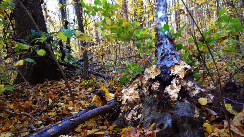 A Tree Falling in the Forest Pulls Out Its Root, Slow Motion. Stock ...