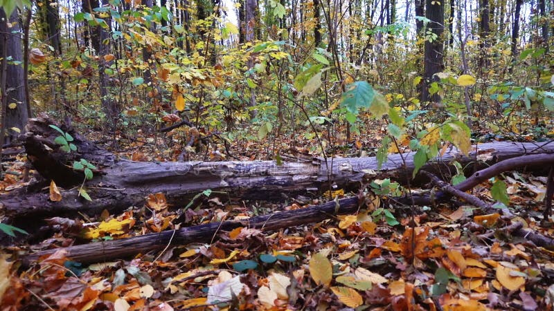 A Tree Falling in the Forest Pulls Out Its Root, Slow Motion. Stock ...