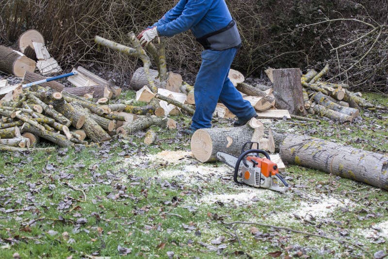 A Tree Falling in the Garden while Being Cut Stock Image - Image of ...