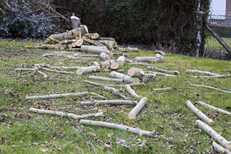 A Tree Falling in the Garden while Being Cut Stock Image - Image of ...