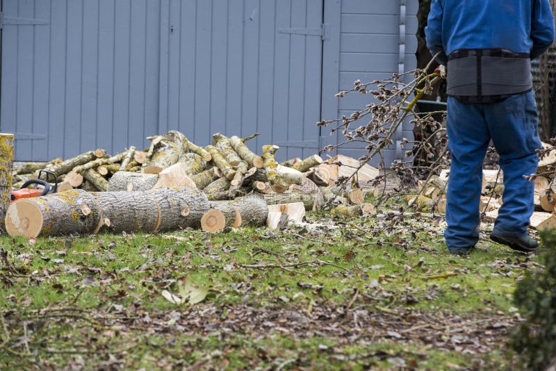 A Tree Falling in the Garden while Being Cut Stock Photo - Image of ...