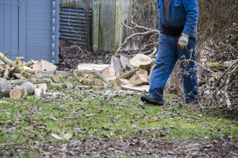 A Tree Falling in the Garden while Being Cut Stock Image - Image of ...