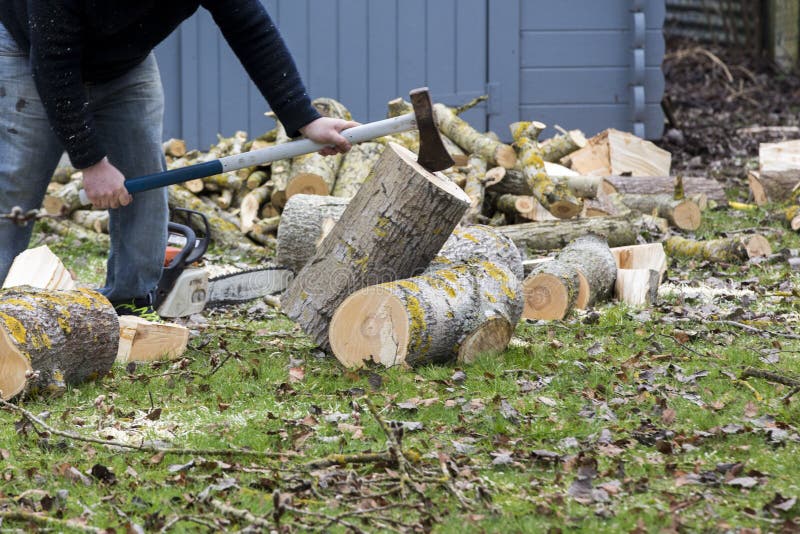 A Tree Falling in the Garden while Being Cut Stock Image - Image of ...