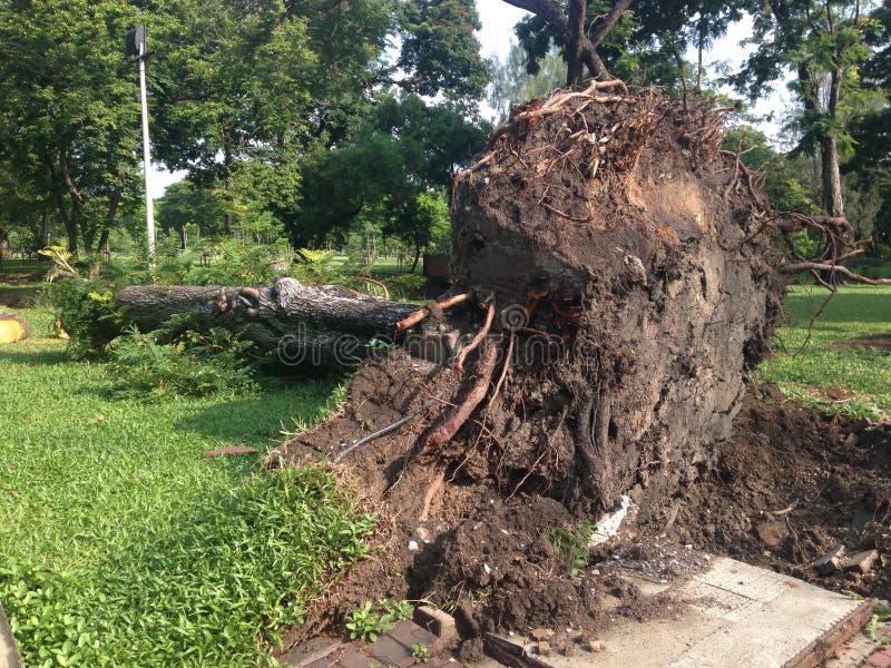 Tree is Falling on a Ground after Storm Stock Image - Image of forest ...