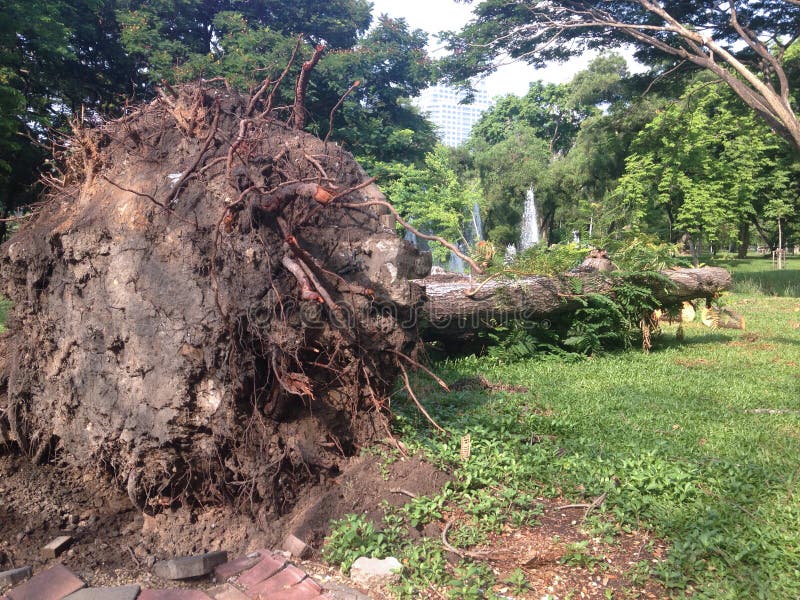 Tree is Falling on a Ground after Storm Stock Image - Image of wood ...