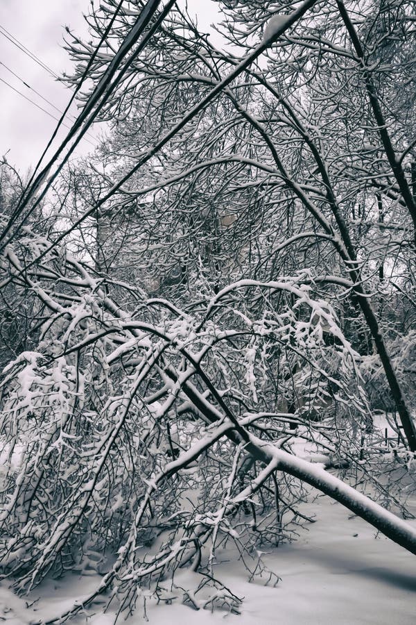 A Tree Falling on Wires after a Snowstorm. Stock Image - Image of ...