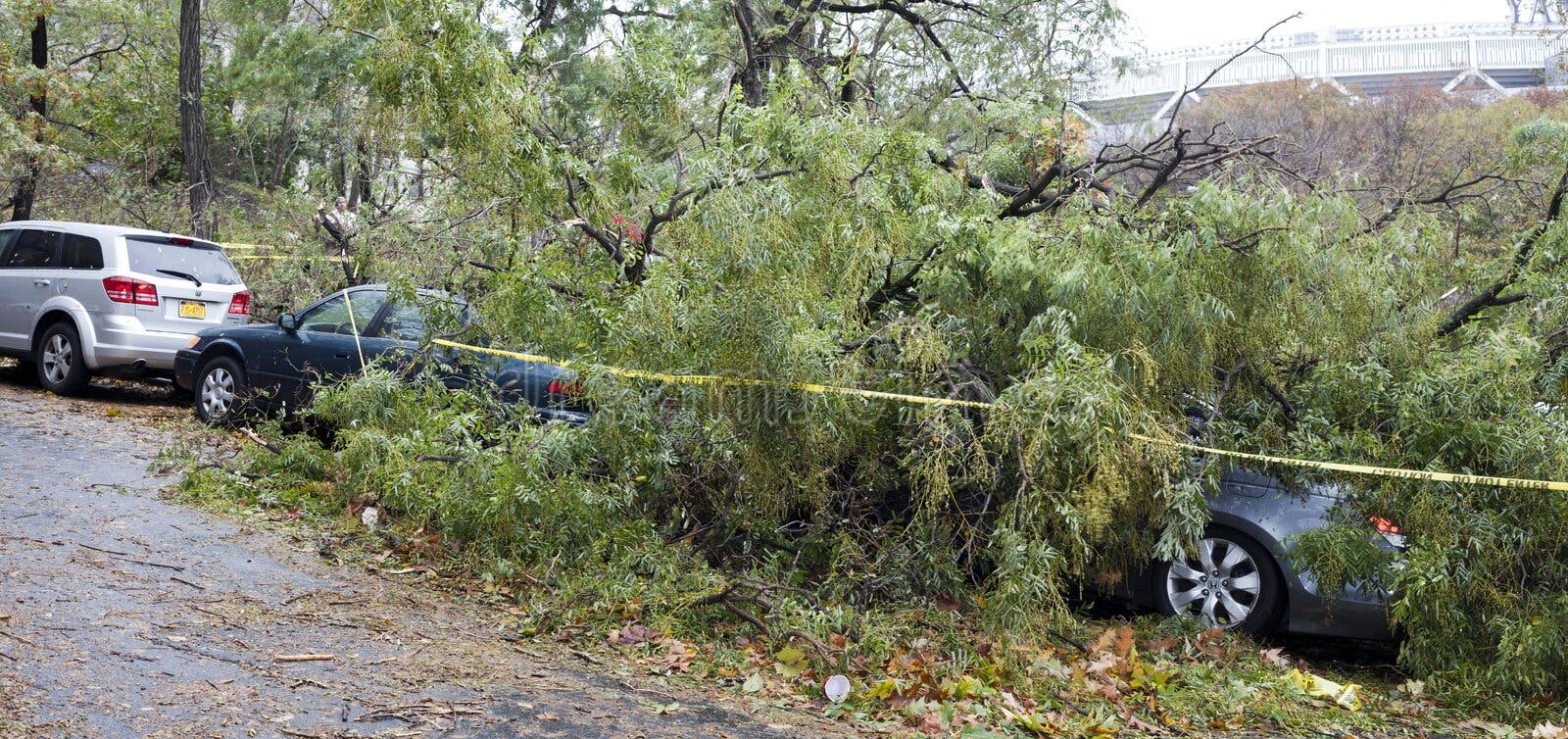 Tree falls on car editorial stock image. Image of weather - 27430624