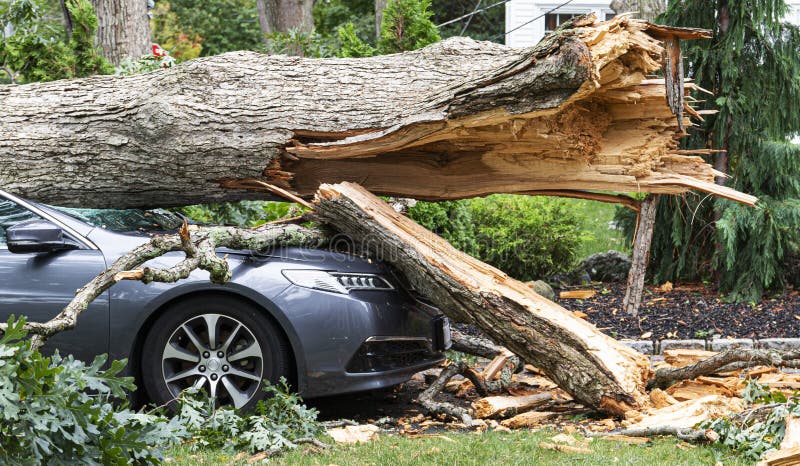 Car Crushed by Tree stock image. Image of hurricane, trunk - 1509129