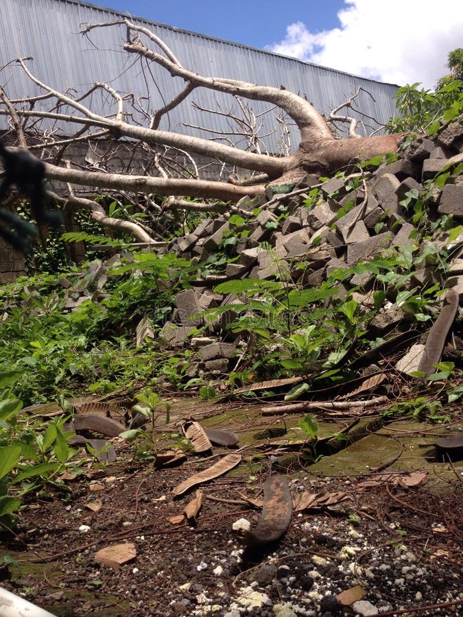 Tree falls stock photo. Image of tree, falls - 77940958