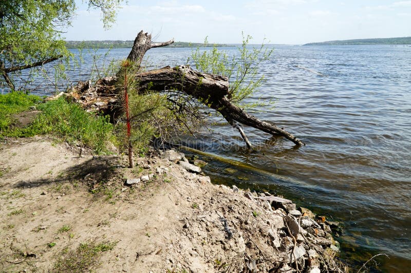 A Tree Falls into a River at the Confluence of Two Rivers Stock Image ...