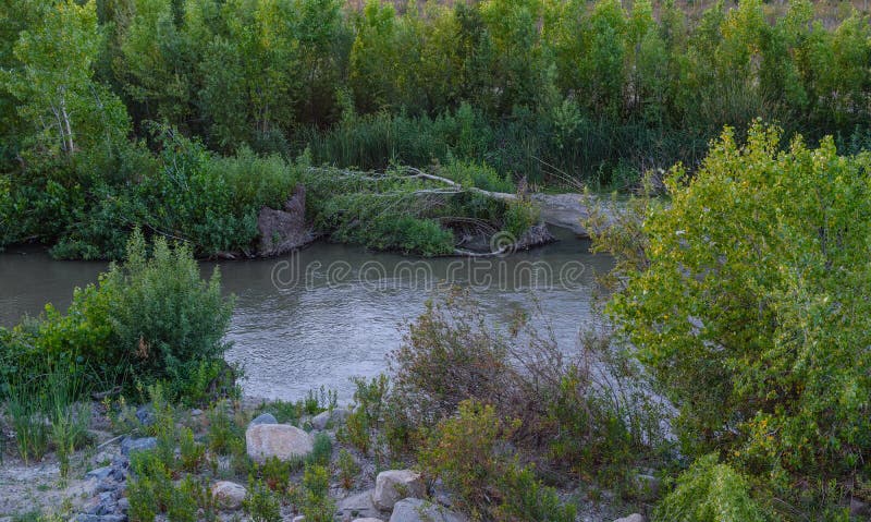 Tree Falls into Spring River Stock Image - Image of tree, forest: 92849771