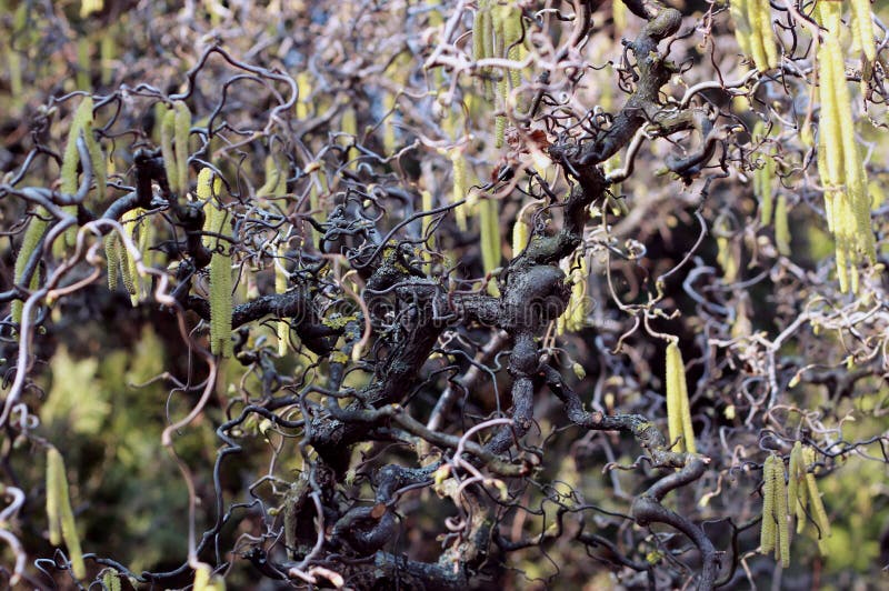 A Tree of Fancy Shape. Beautiful Twisted Tree with Flowers Hanging Like ...