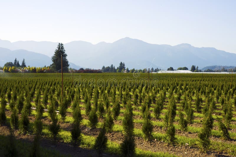 Old Growth Tree stock image. Image of outdoors, forest - 6036349