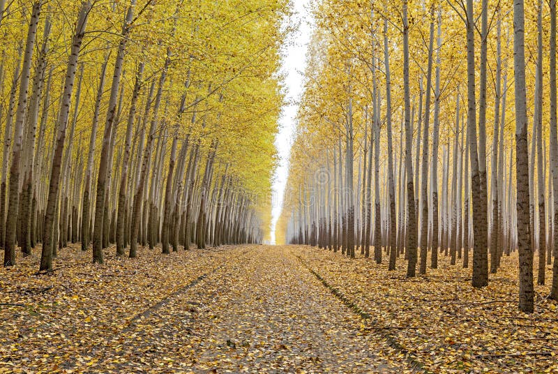 Tree Farm Access Road in the Fall Stock Image - Image of trees, yellow ...
