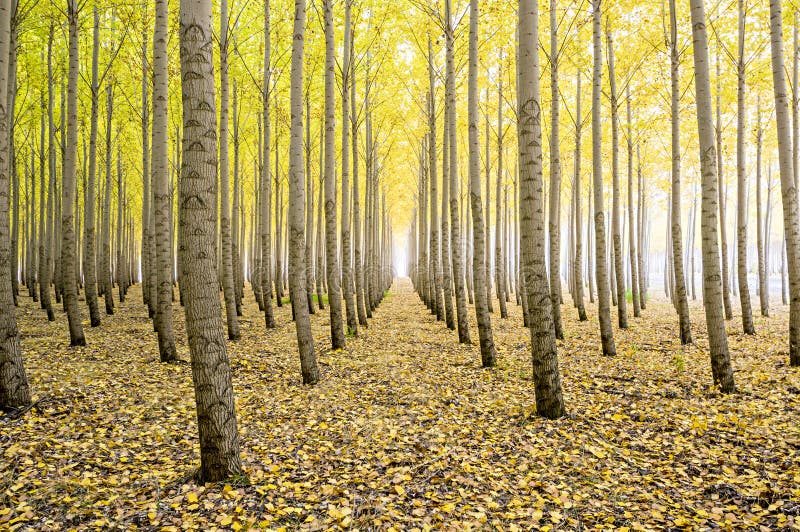 Tree Farm in the Fall with Leaves on the Ground Stock Photo - Image of ...