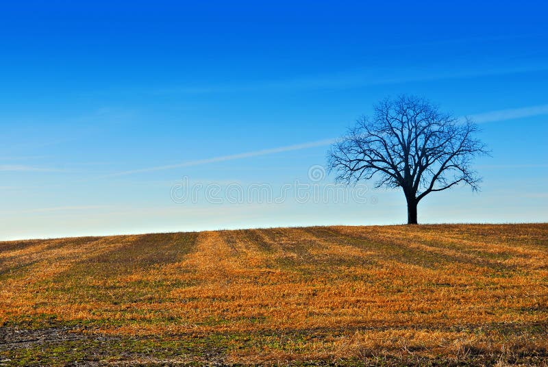 A tree in the farm field stock image. Image of grow, agricultural - 2234303