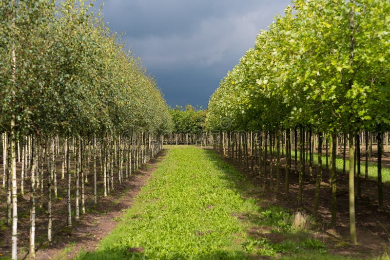 Tree Farm in the Netherlands Stock Image - Image of reforestation ...