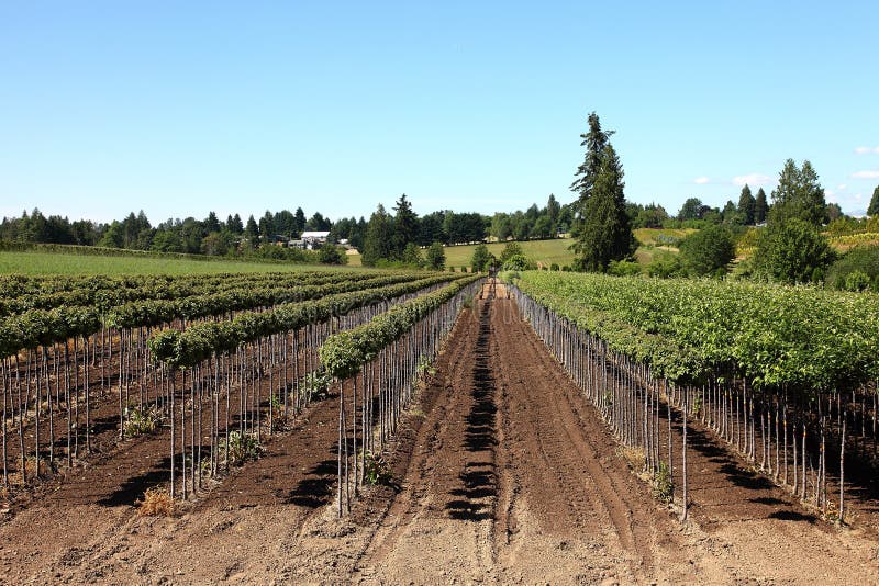 Tree farm, Oregon. stock image. Image of pots, farmland - 20264135
