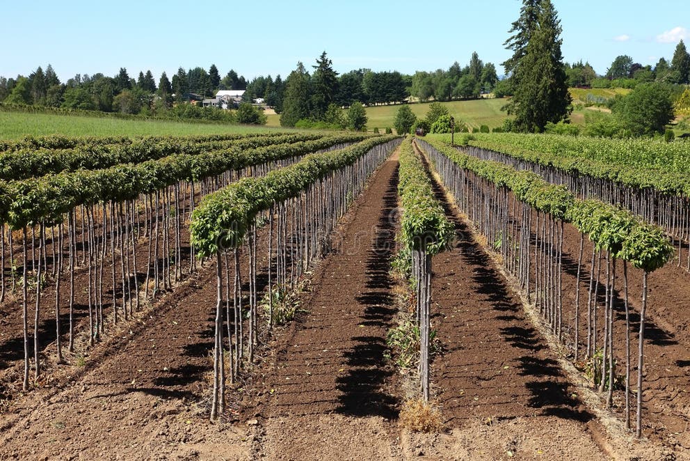 Tree farm, Oregon. stock photo. Image of outdoors, pots - 20264198