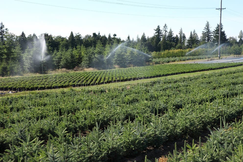 Tree farm, Oregon. stock image. Image of cultivating - 20279229