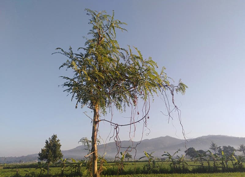 Tree in farm rice padi stock image. Image of rice, padi - 252065075
