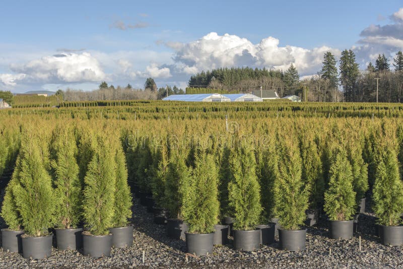 Rural Plant Farm Oregon State. Stock Image - Image of houses, telephone ...