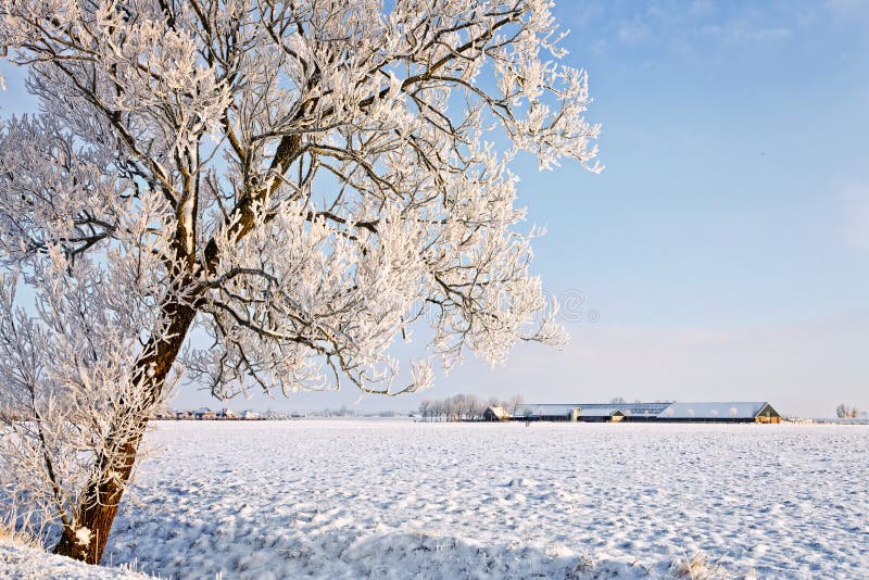 Tree and Farm in a White Winter Landscape Stock Image - Image of blue ...