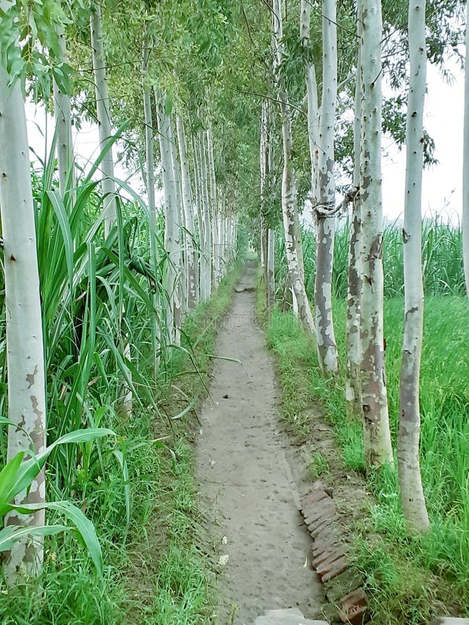 Tree farming in India stock image. Image of village - 284893373